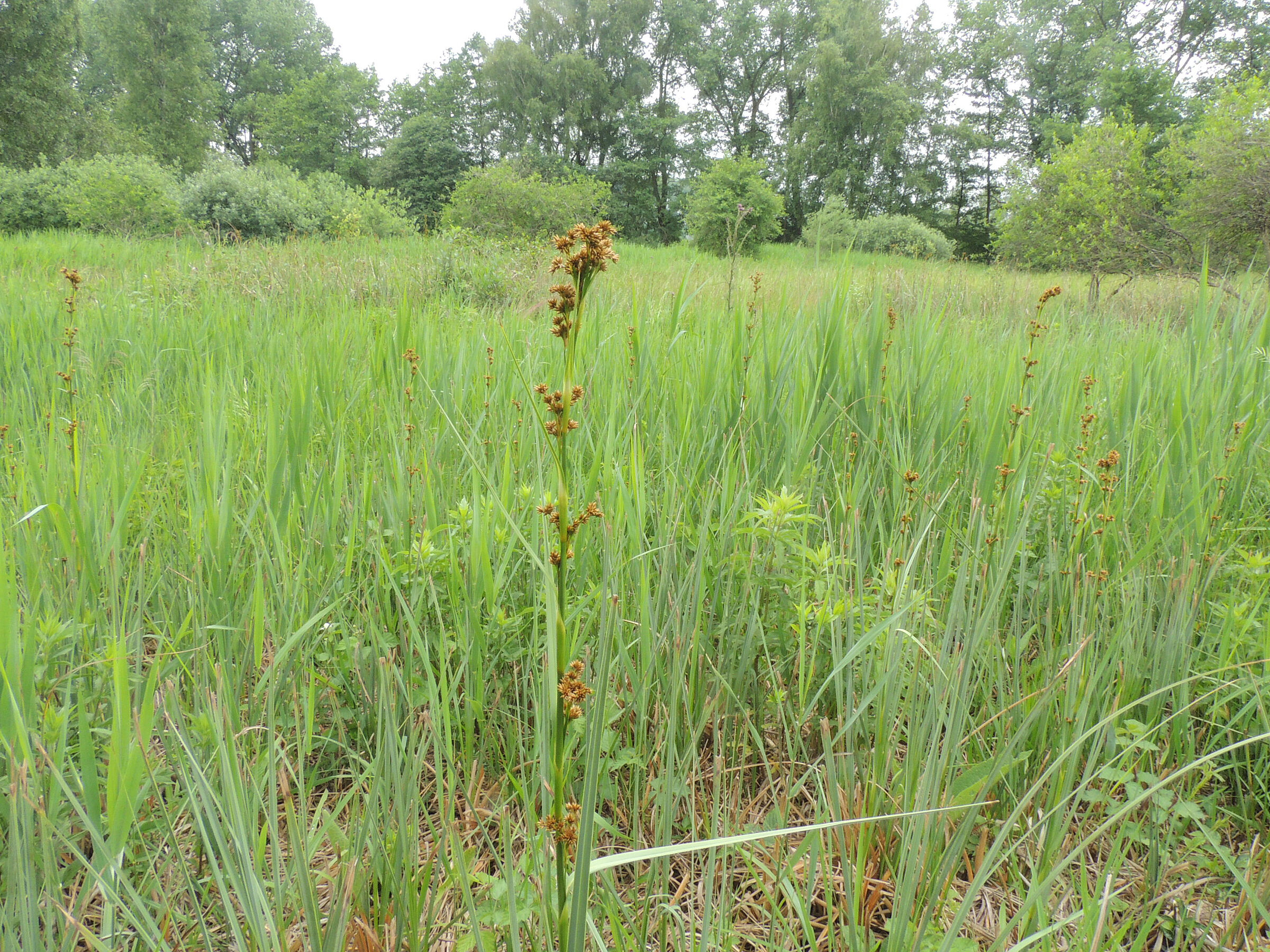 Erdinger Moos - BUND Naturschutz Erding